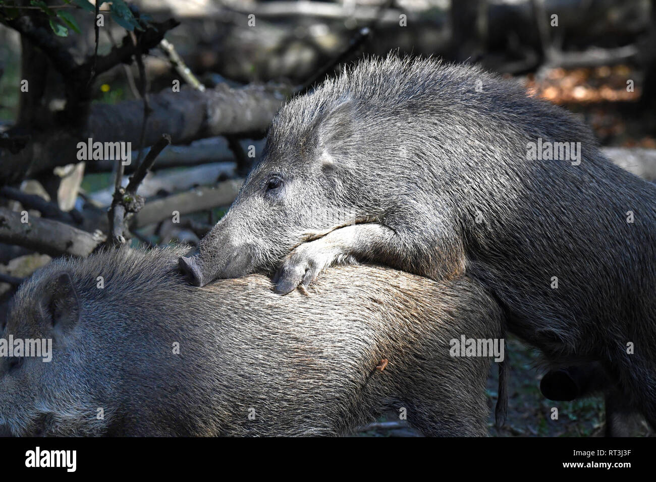 Pigs, real pigs, cloven-hoofed animals, sow, making a mess, making a ...