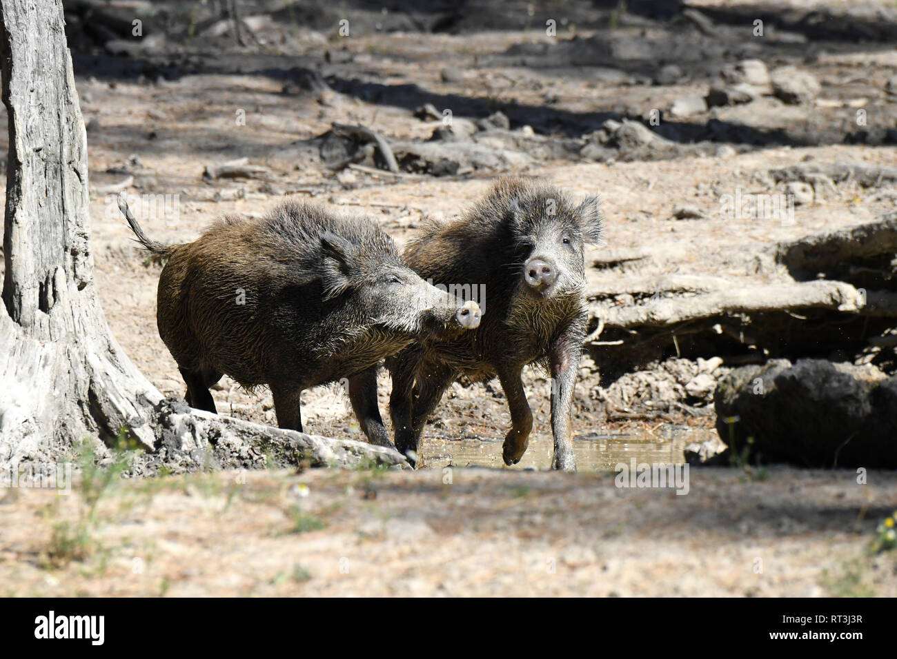 Pigs, real pigs, cloven-hoofed animals, sow, making a mess, making a ...
