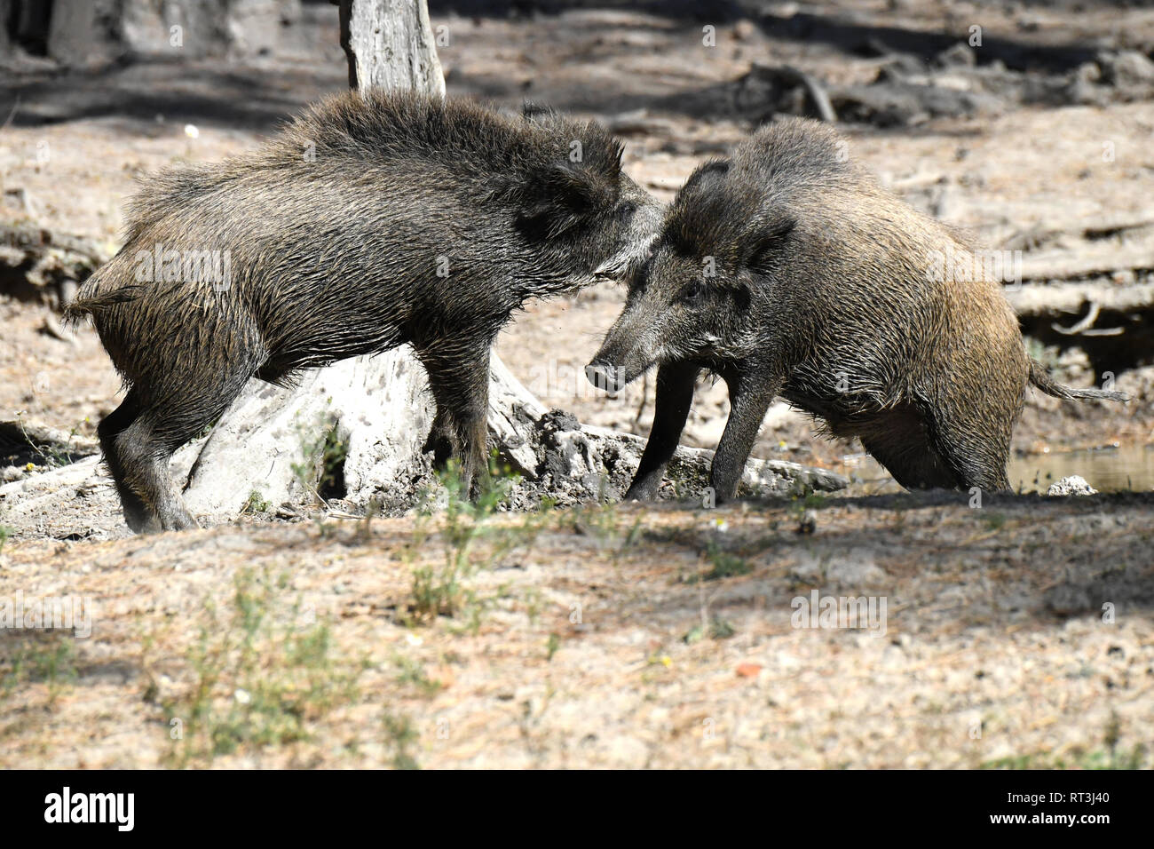 Pigs, real pigs, cloven-hoofed animals, sow, making a mess, making a ...