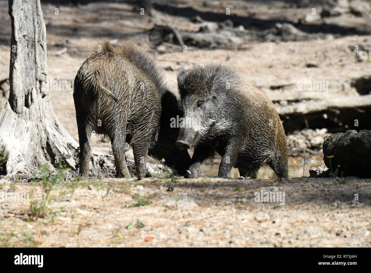Pigs, real pigs, cloven-hoofed animals, sow, making a mess, making a ...