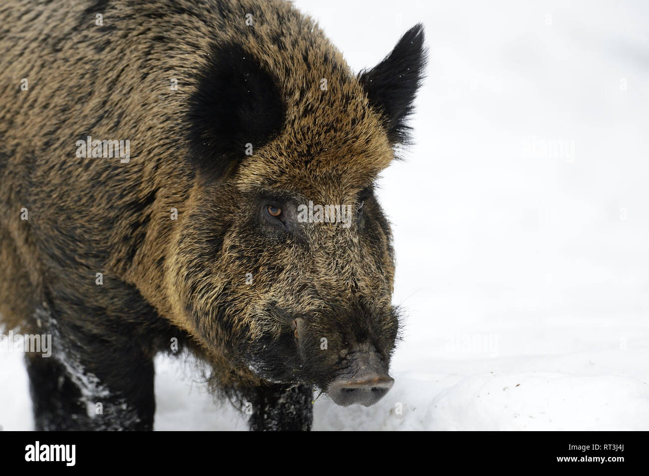 Wild boar, Sus scrofa scrofa, sow, making a mess, wild boars, black ...