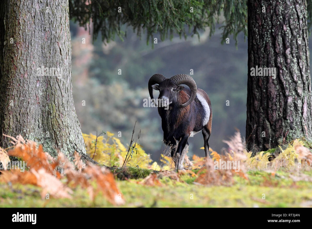 Mountain sheep, rut of the Mufflons, ruttish Arieses, horn-rimmed ...