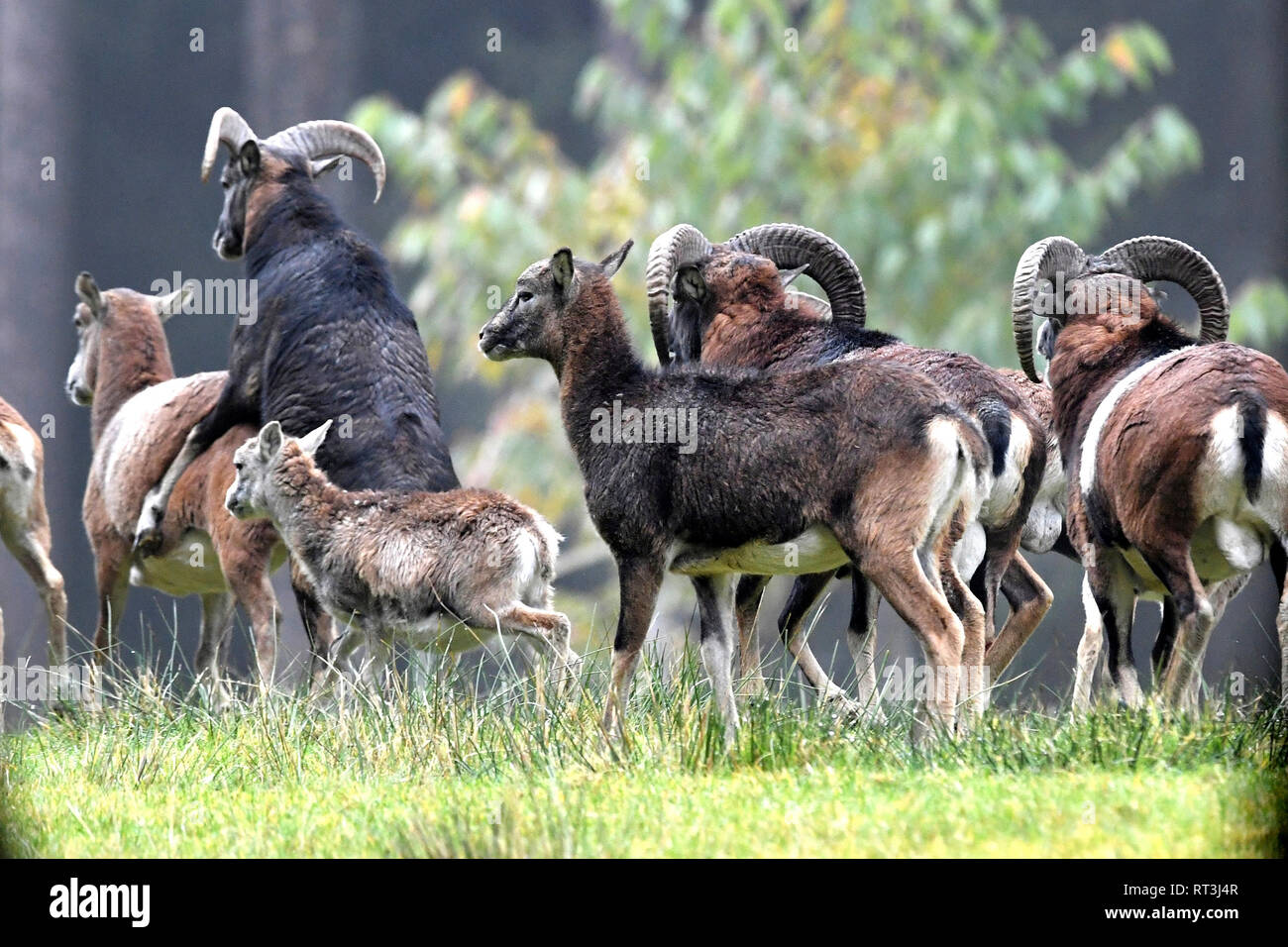 Mufflonwidder hi-res stock photography and images - Alamy