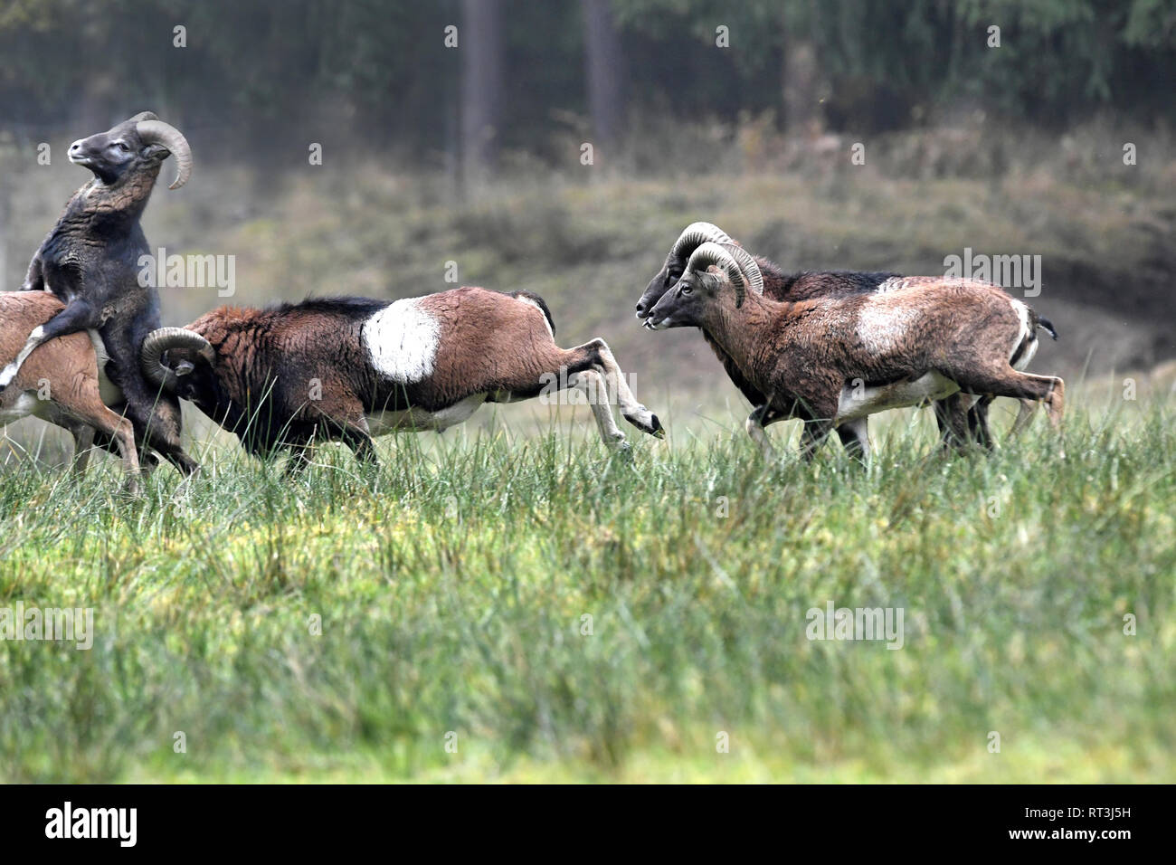 Mountain sheep, rut of the Mufflons, ruttish Arieses, horn-rimmed ...