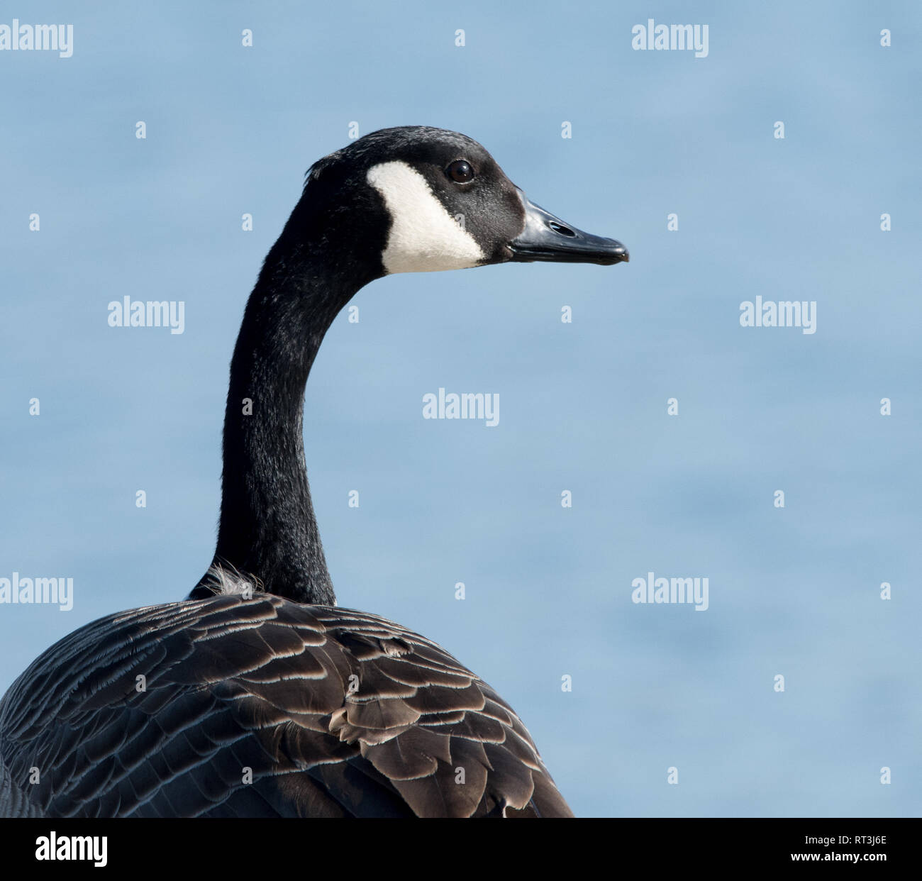 Large native goose species hi-res stock photography and images - Alamy