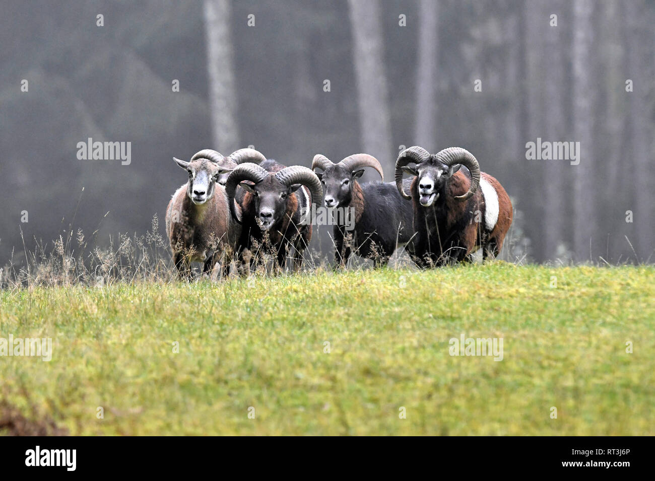 Mountain sheep, rut of the Mufflons, ruttish Arieses, horn-rimmed ...