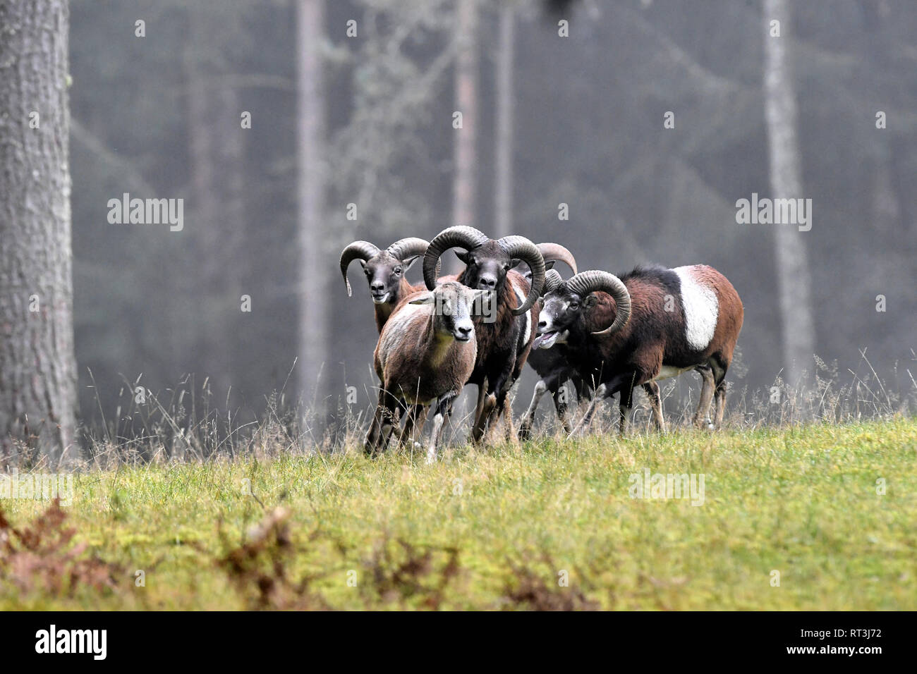 Mountain sheep, rut of the Mufflons, ruttish Arieses, horn-rimmed ...