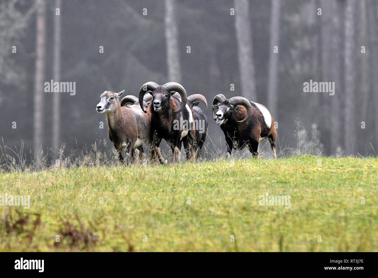 Rimmed horns hi-res stock photography and images - Alamy