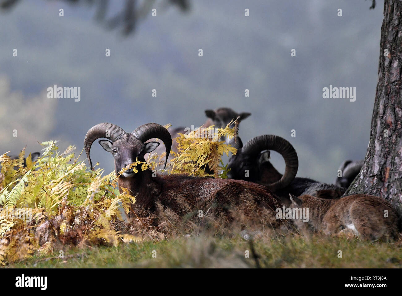 Mountain sheep, rut of the Mufflons, ruttish Arieses, horn-rimmed ...