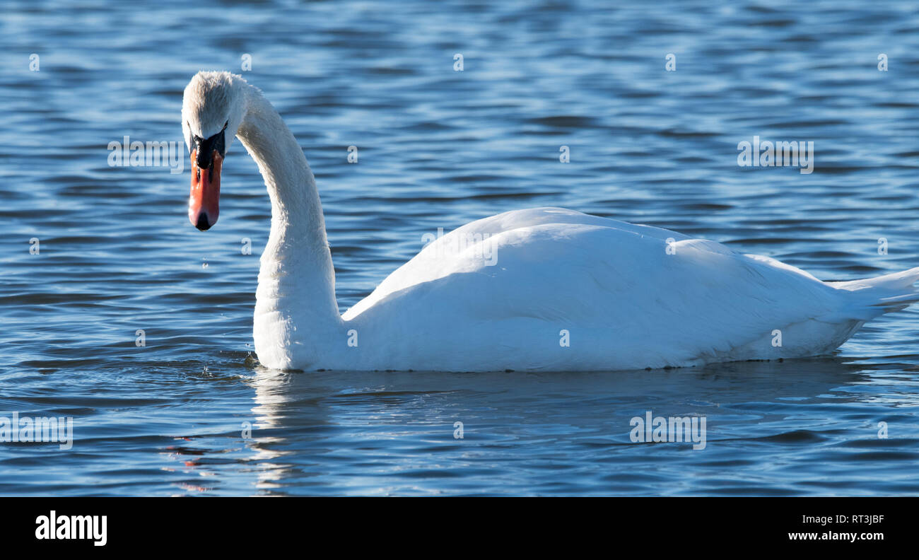 Swan in welsh lake hi-res stock photography and images - Alamy