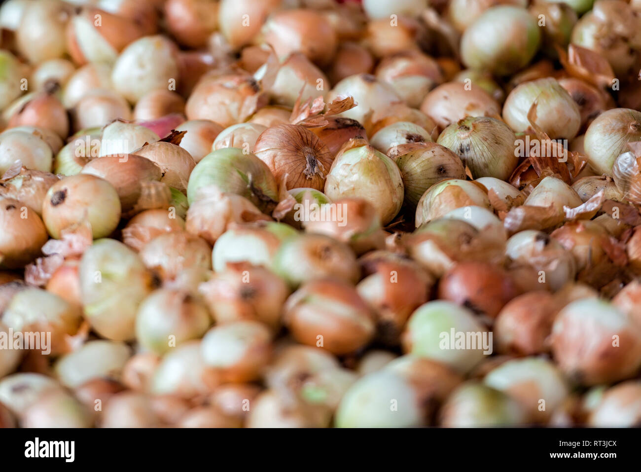 Georgia, Tbilisi, The central city market. Freshly harvested onions ...
