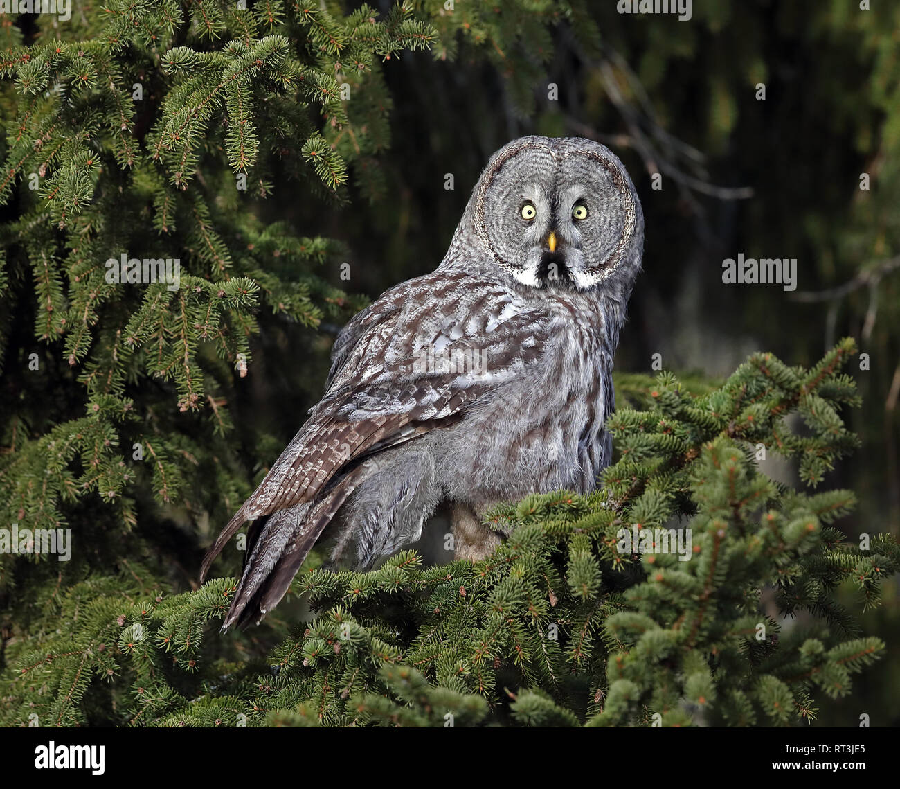 Great grey owl, Strix nebulosa sitting in Spruce forest Stock Photo - Alamy