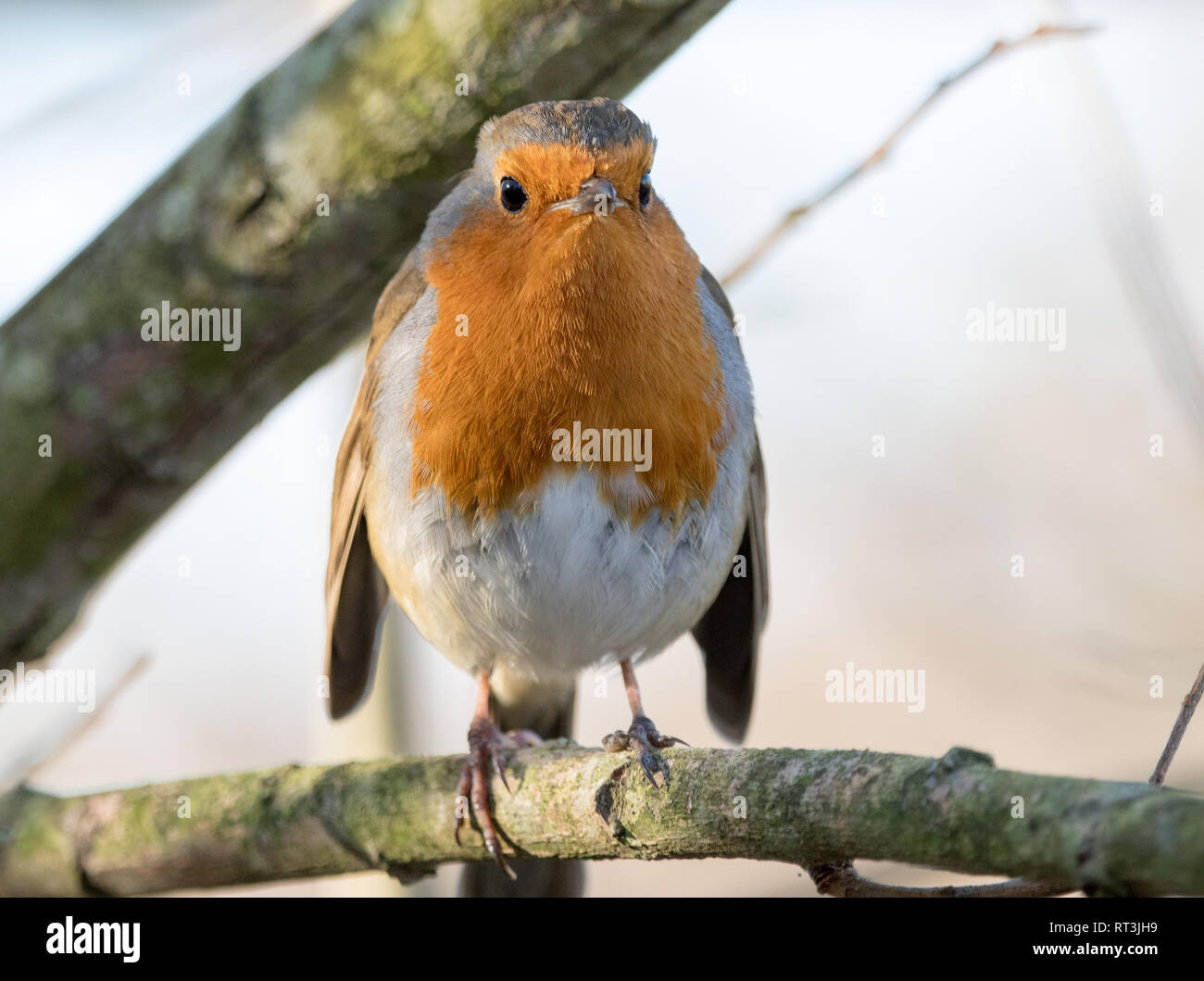 Robin flying uk branch hi-res stock photography and images - Alamy