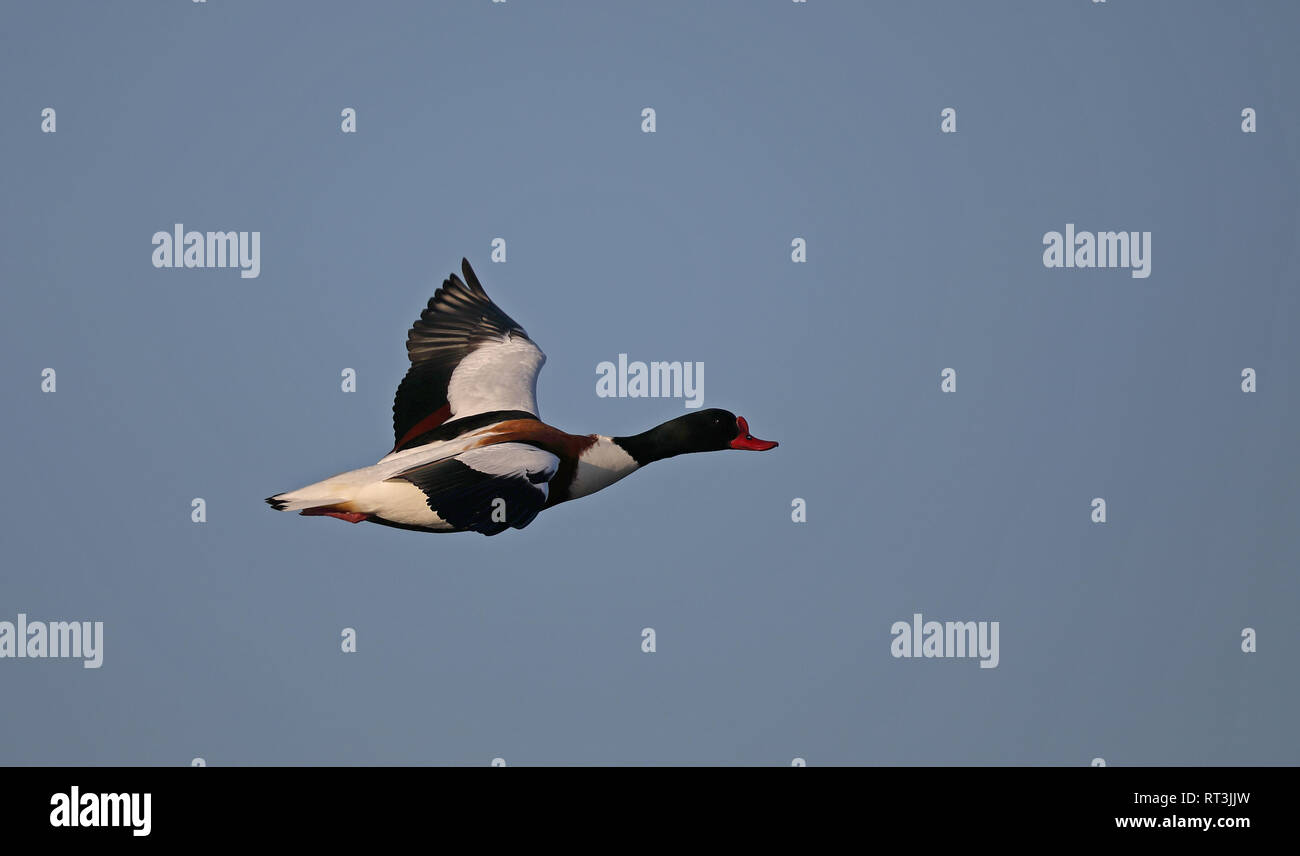 Common shelduck, Flying Stock Photo - Alamy