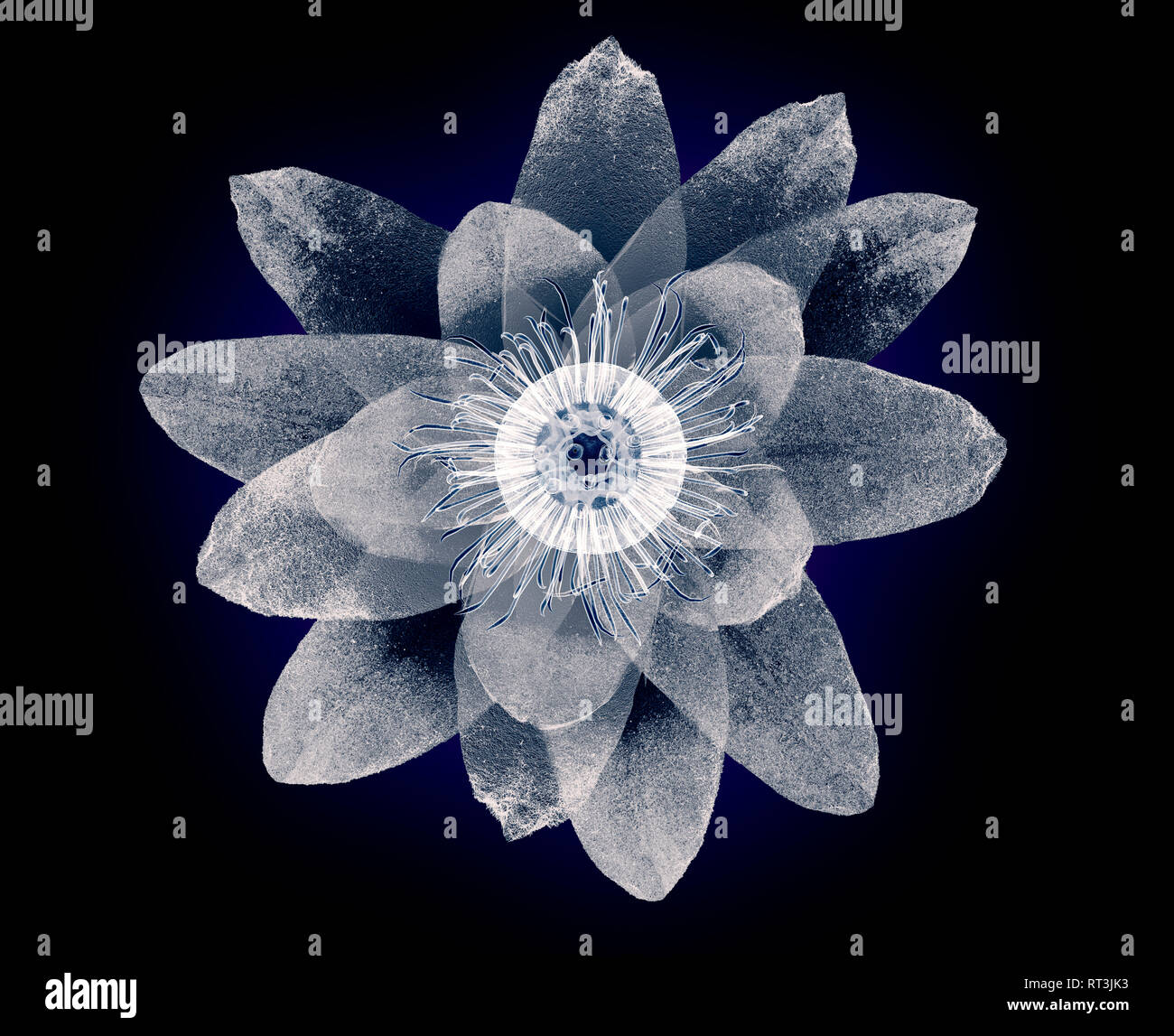 x-ray image of a flower isolated on black, the lotus 3d illustration ...