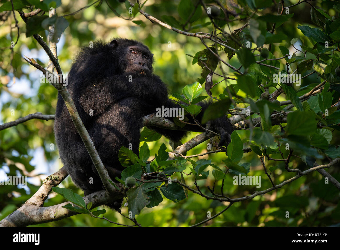 Chimpanzee, Pan troglodytes, Kyambura Gorge, Queen Elizabeth NP, Uganda ...