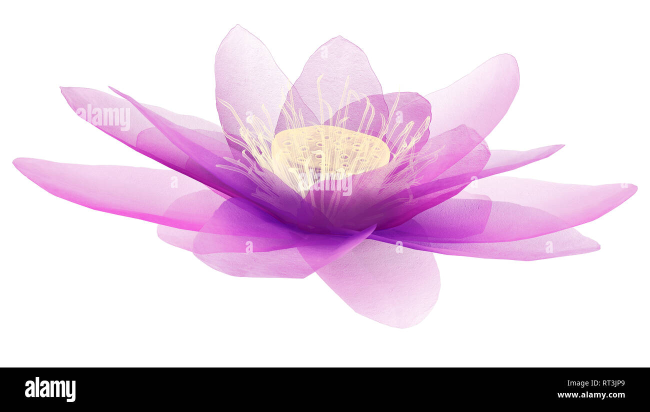 x-ray image of a flower isolated on white, the lotus 3d illustration ...