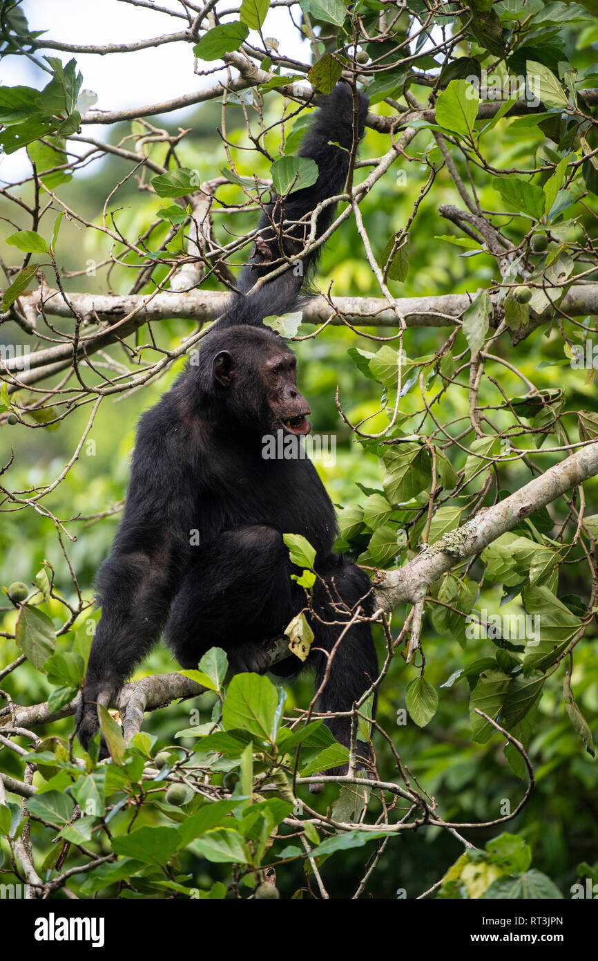 Chimpanzee, Pan troglodytes, Kyambura Gorge, Queen Elizabeth NP, Uganda ...