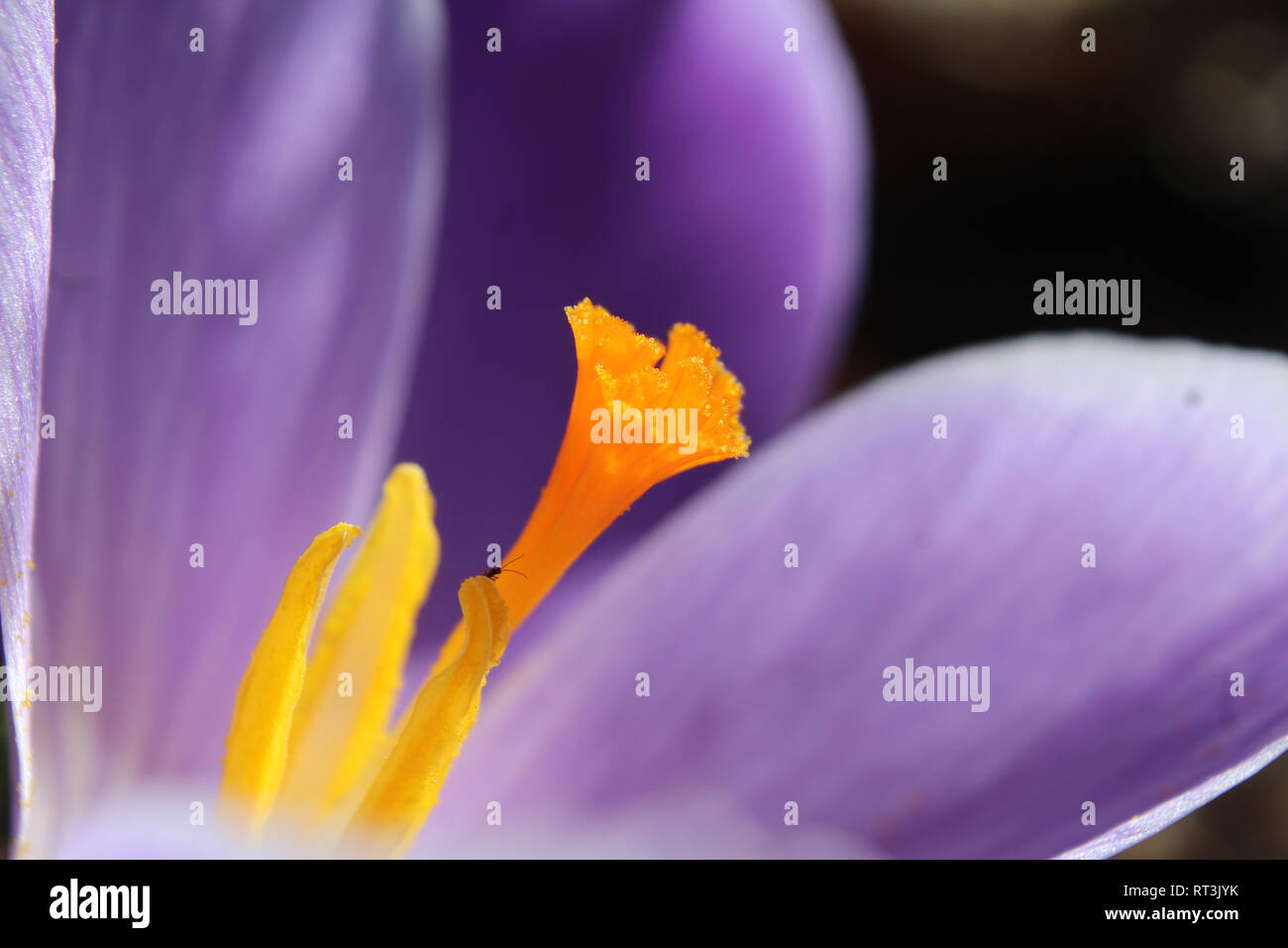 Purple Stigma High Resolution Stock Photography and Images - Alamy