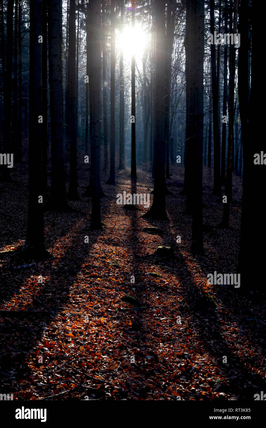 Tree trunks at backlight in autumn Stock Photo - Alamy