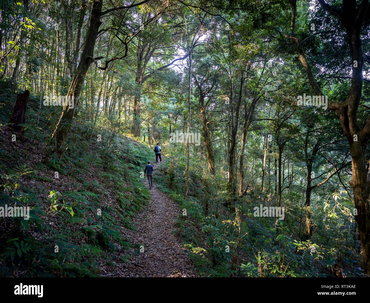 People walking in a forest, Sikkim, India Stock Photo - Alamy