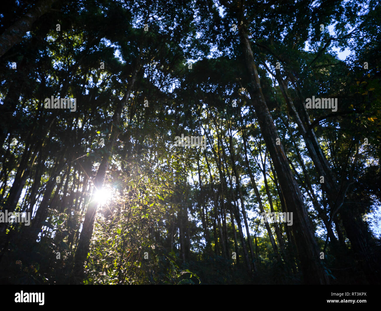 Low angle view of trees, Sikkim, India Stock Photo - Alamy