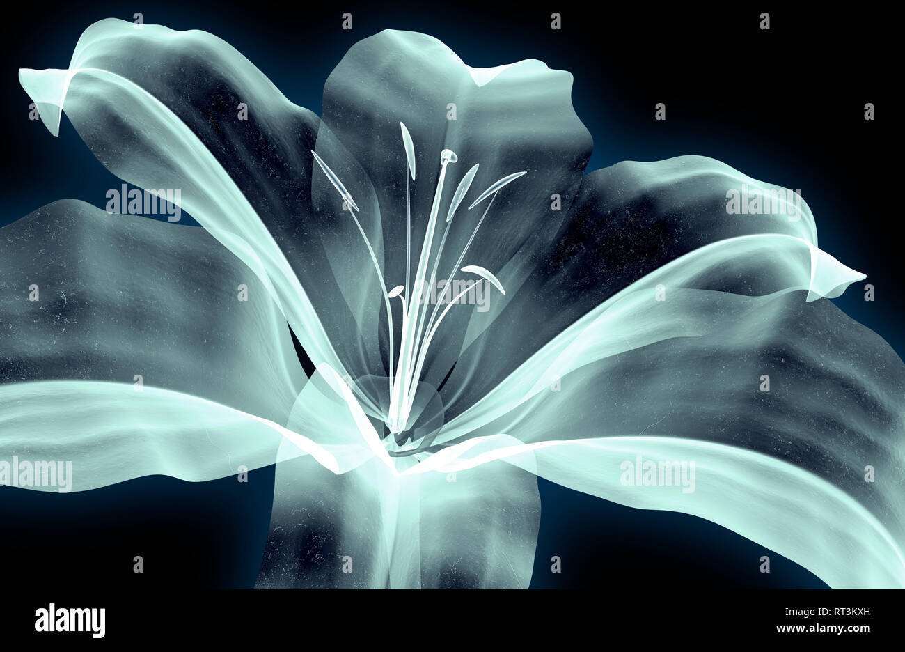 x-ray image of a flower isolated on white, the Amaryllis 3d ...