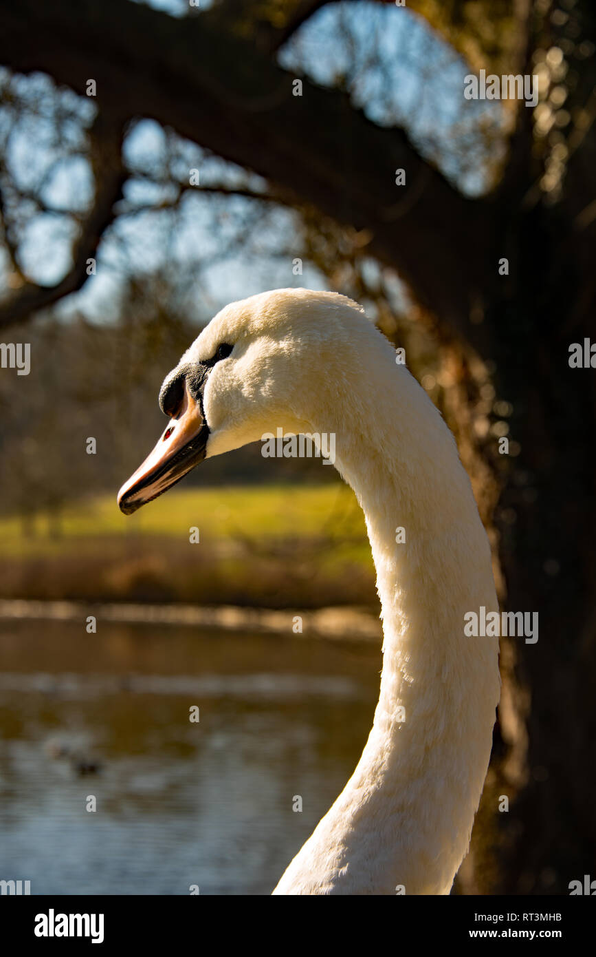 Avian taxonomy hi-res stock photography and images - Alamy
