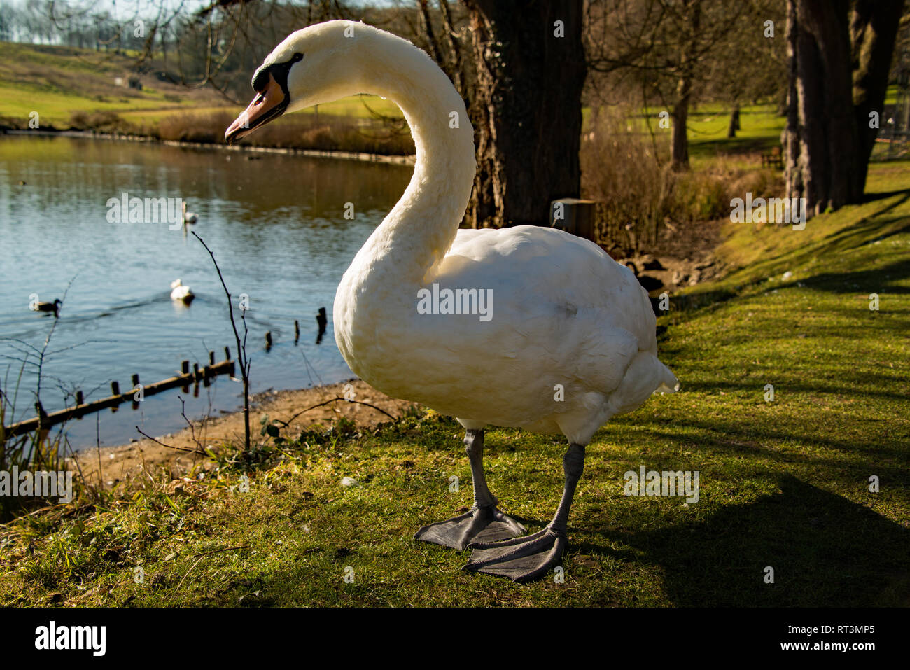 Avian taxonomy hi-res stock photography and images - Alamy