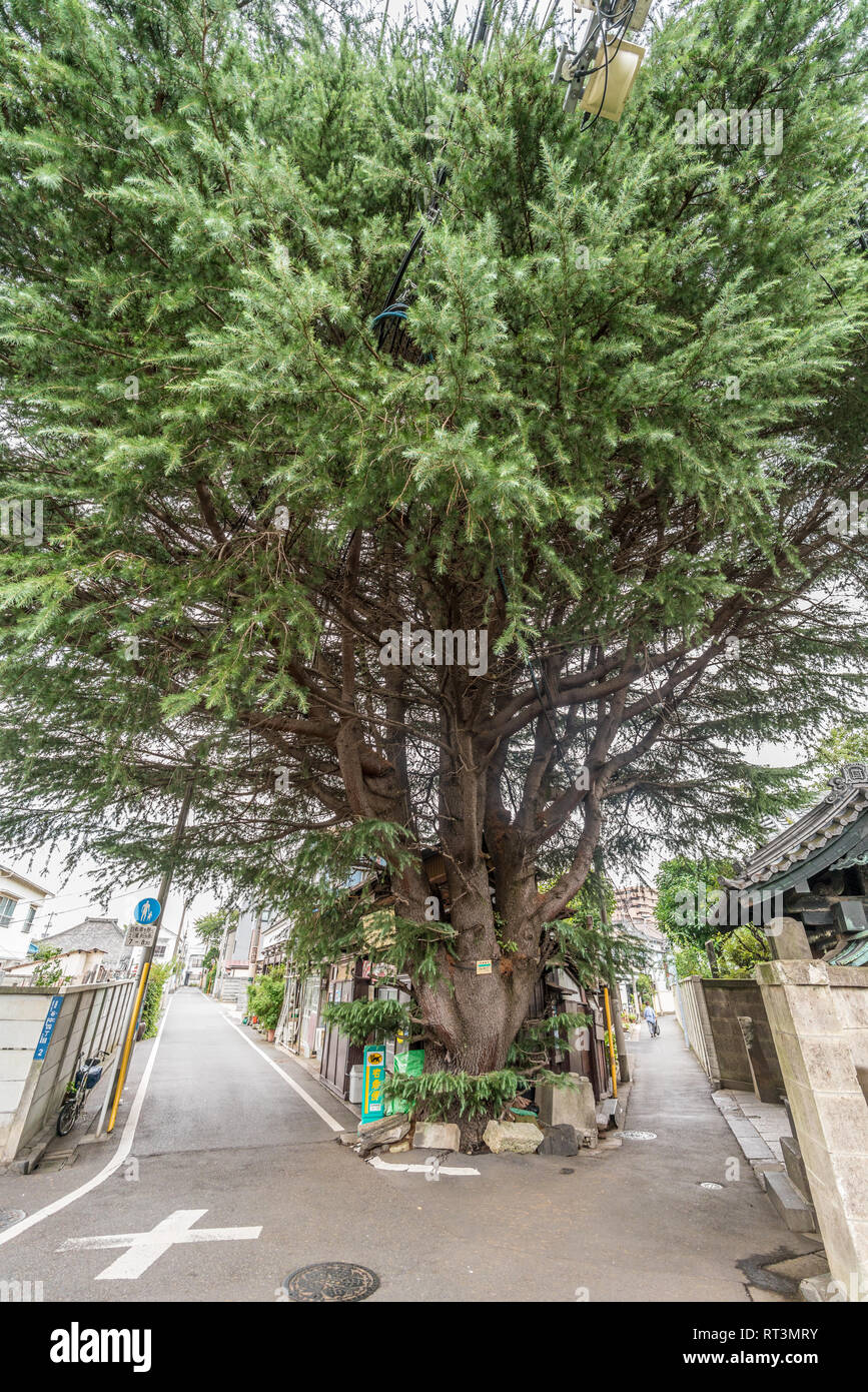 Sanbochidana, Taito Ward, Tokyo, Japan - August 18, 2017: Mikado Pan ...