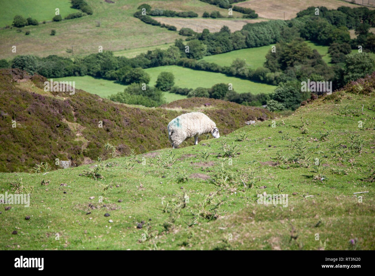 A sheep grazing alone Stock Photo - Alamy