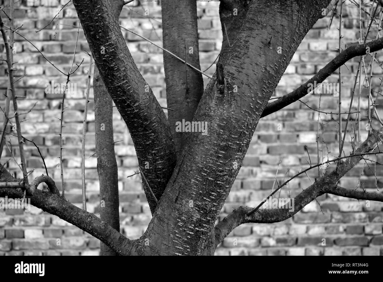 Tree branches in front of the brick wall Stock Photo - Alamy