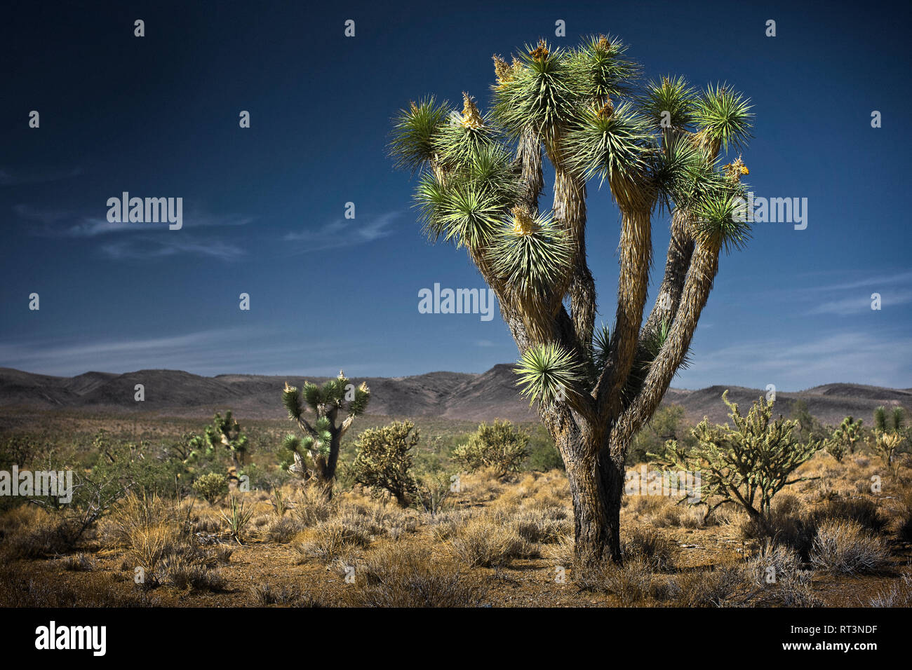 Bushy tree standing tall in an arid landscape Stock Photo - Alamy
