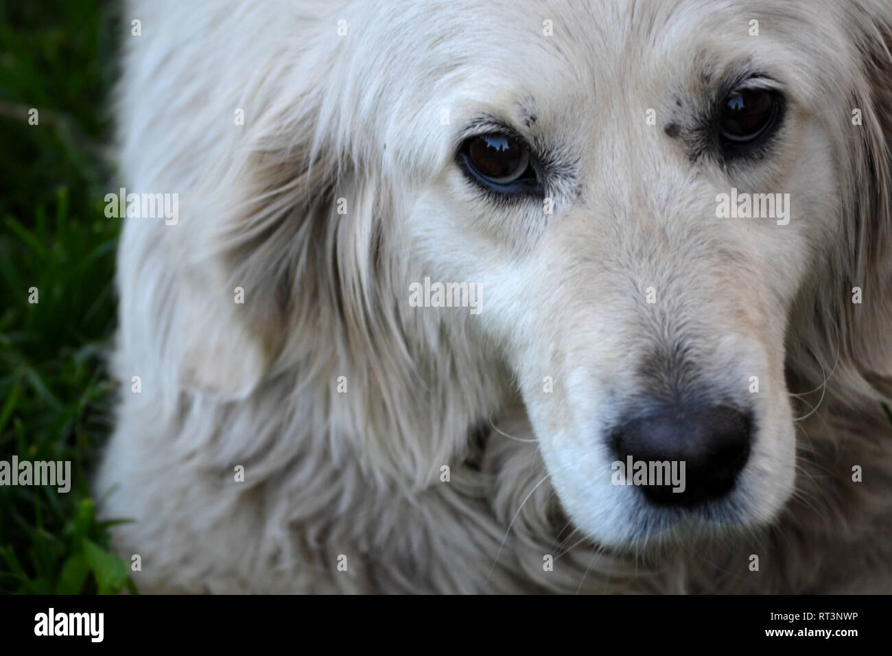 Golden retriever face hi-res stock photography and images - Alamy