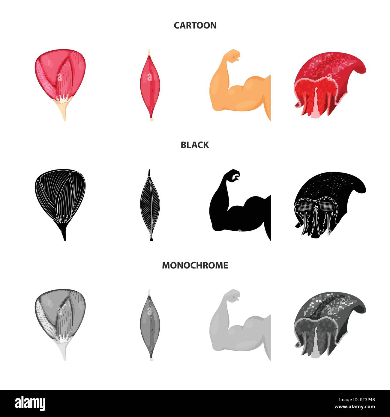 Vector design of fiber and muscular icon. Collection of fiber and body ...