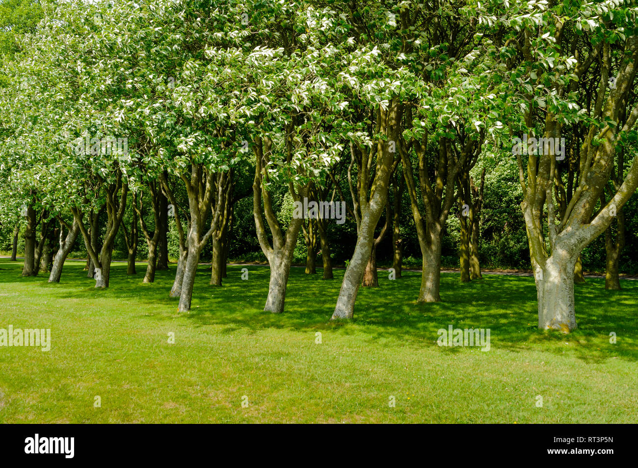 Trees in park in denmark hi-res stock photography and images - Alamy