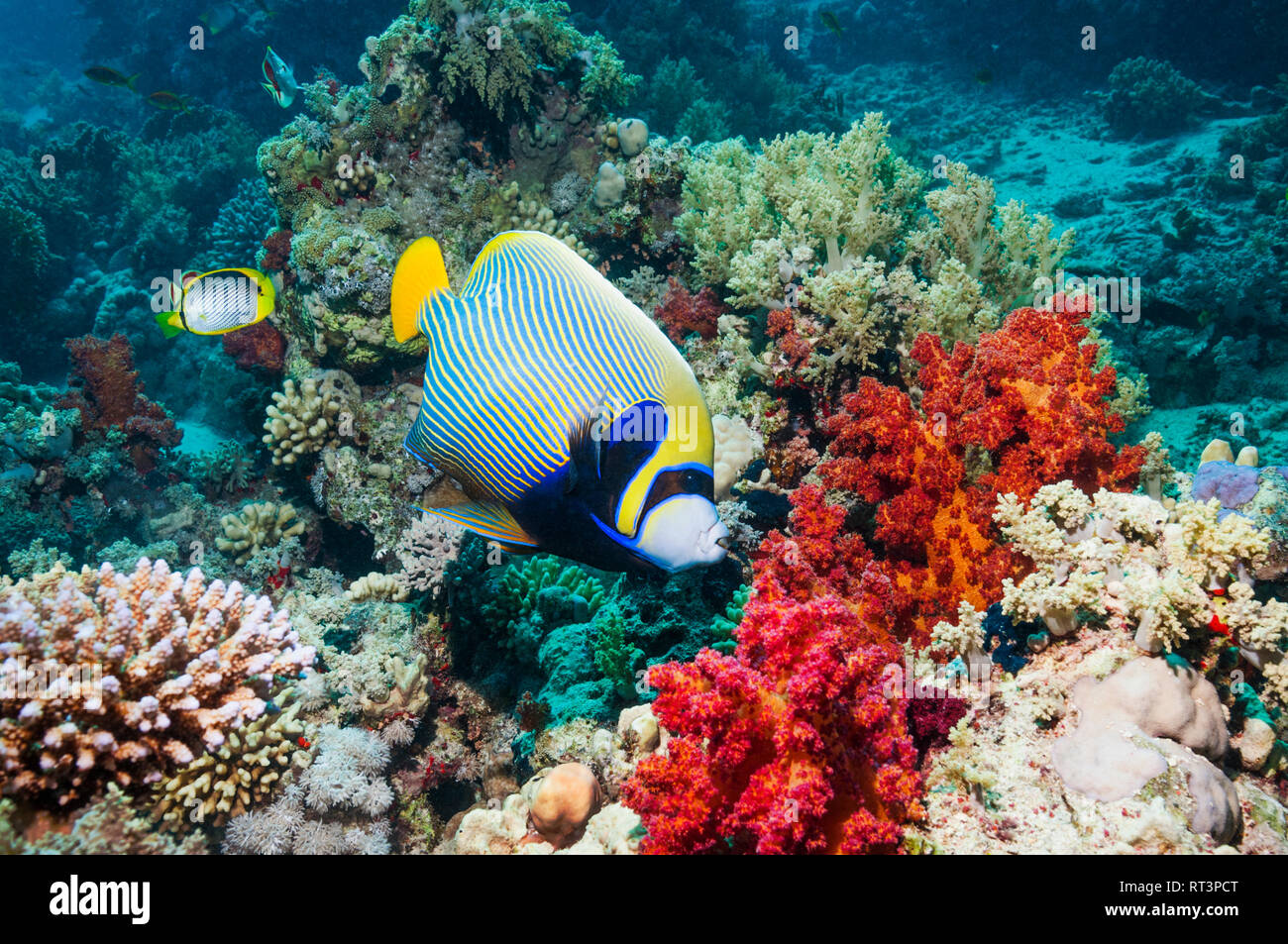 Emperor angelfish (Pomacanthus imperator) feeding on soft coral. Egypt ...