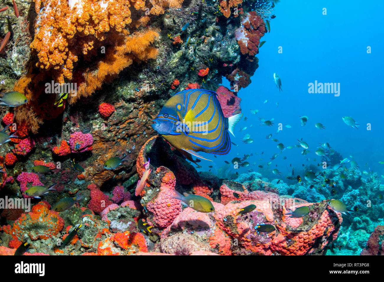 King angelfish hi-res stock photography and images - Alamy