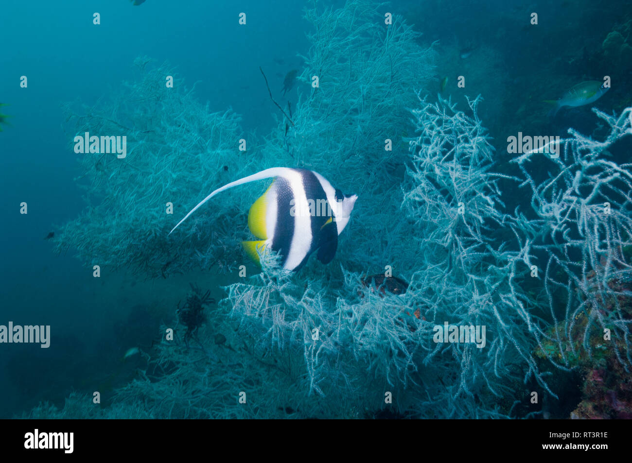 Longfin bannerfish [Heniochus acuminatus] with Black coral [Antipathes ...