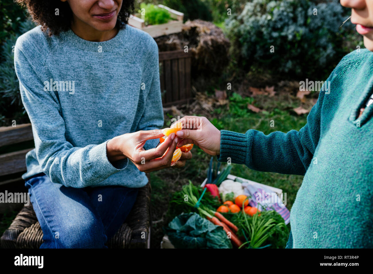 Mother sharing a tangerine with her son, taking a break in a vegetable ...