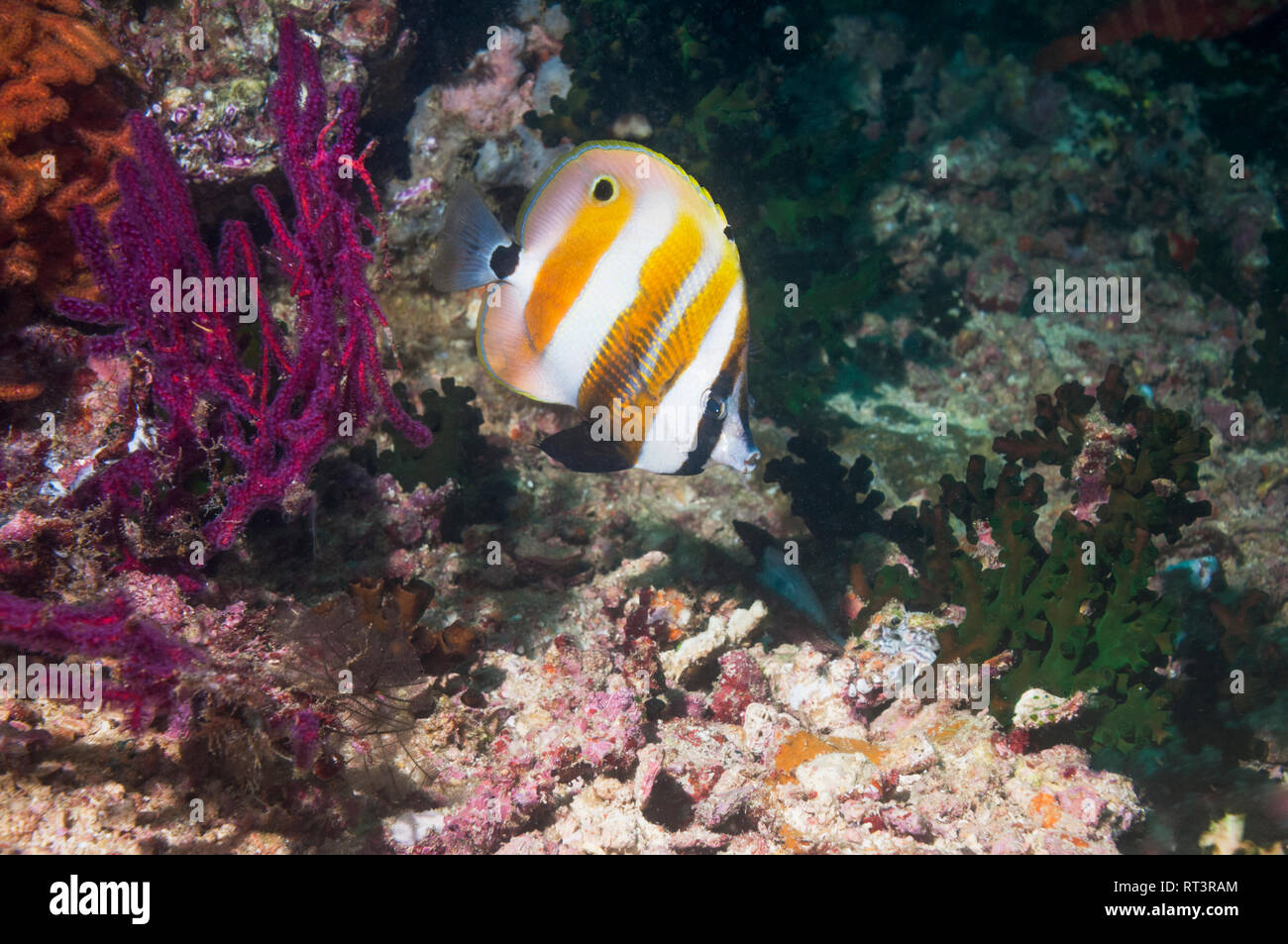 Orange-banded butterflyfish [Coradion chrysozonus]. West Papua ...