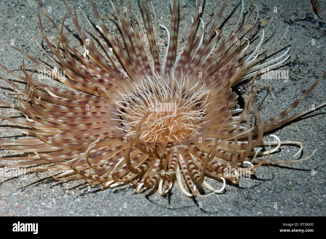 Tube anemone (Cerianthus sp.) lives in a sturdy, parchment like tube of ...
