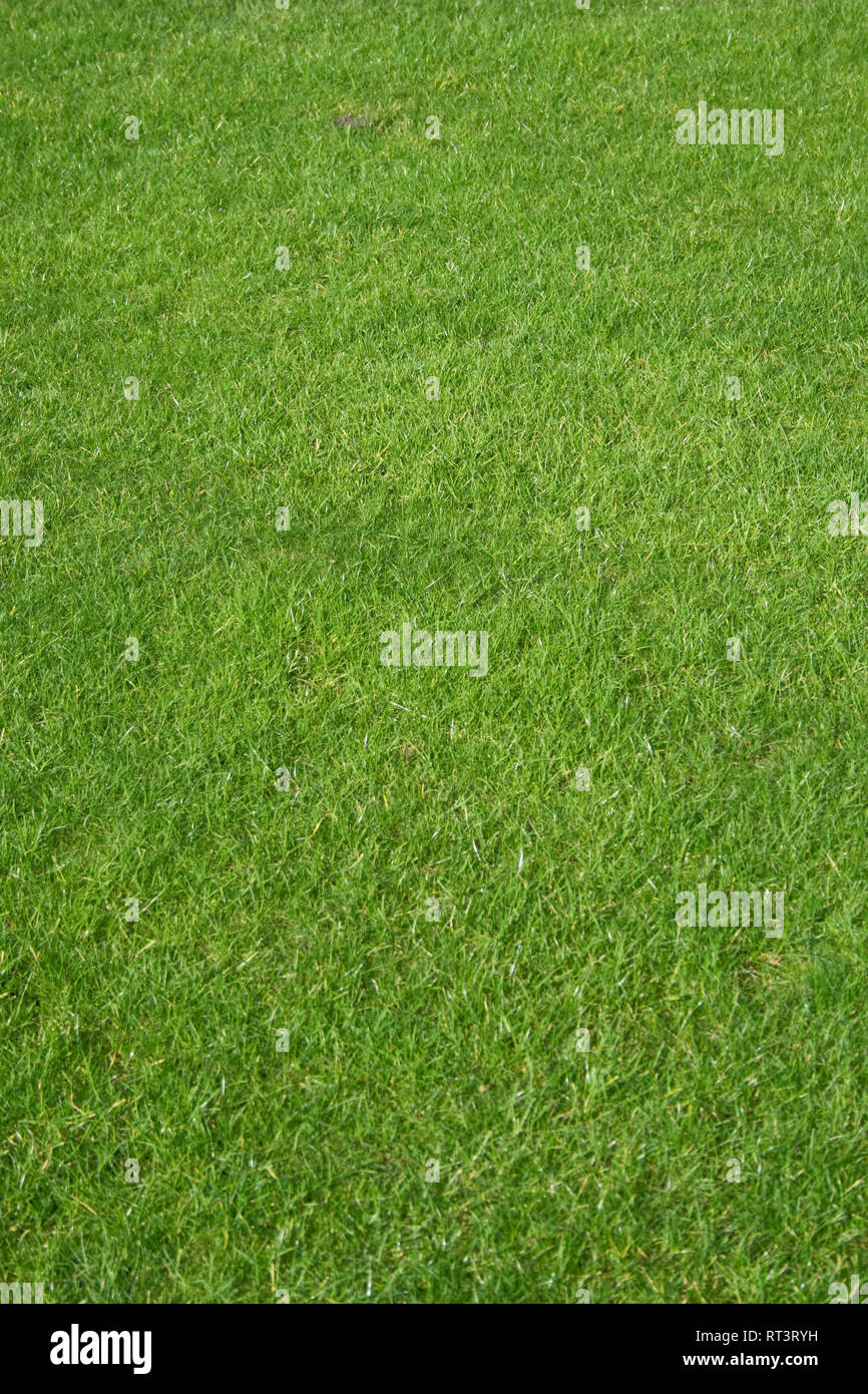 New fresh perfect natural green golf grass Stock Photo - Alamy