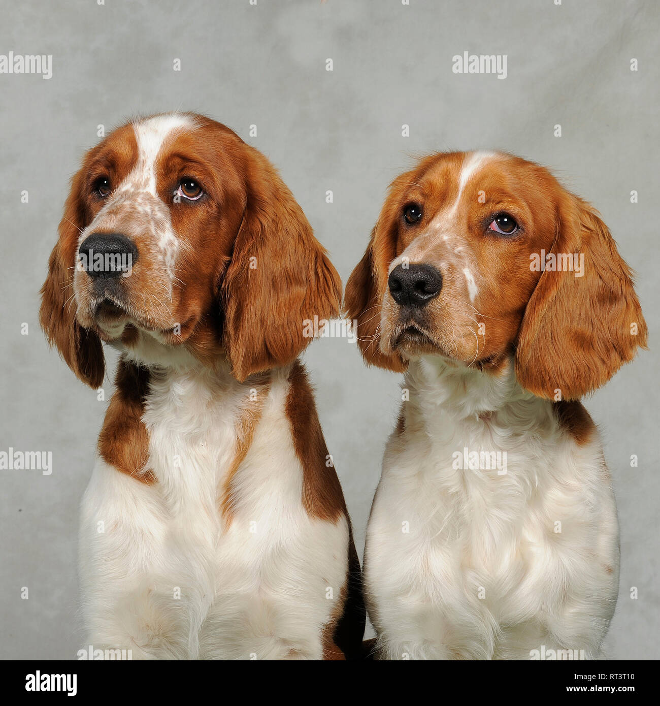 welsh springer spaniels Stock Photo - Alamy