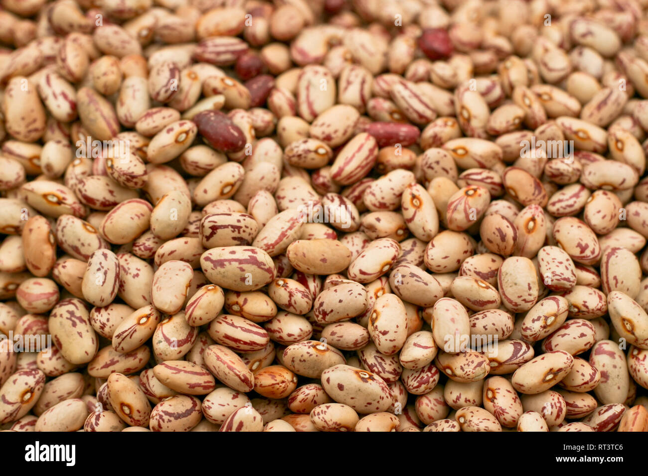 Kidney Bean Plant Garden Stock Photos & Kidney Bean Plant Garden Stock ...