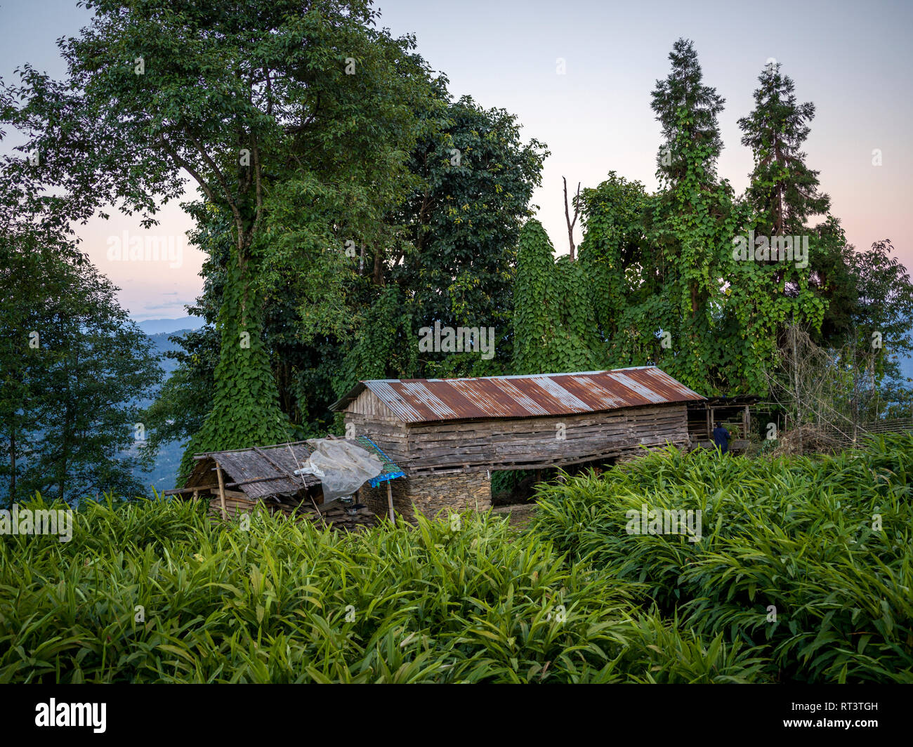 Abandoned hut and trees, Sikkim, India Stock Photo - Alamy