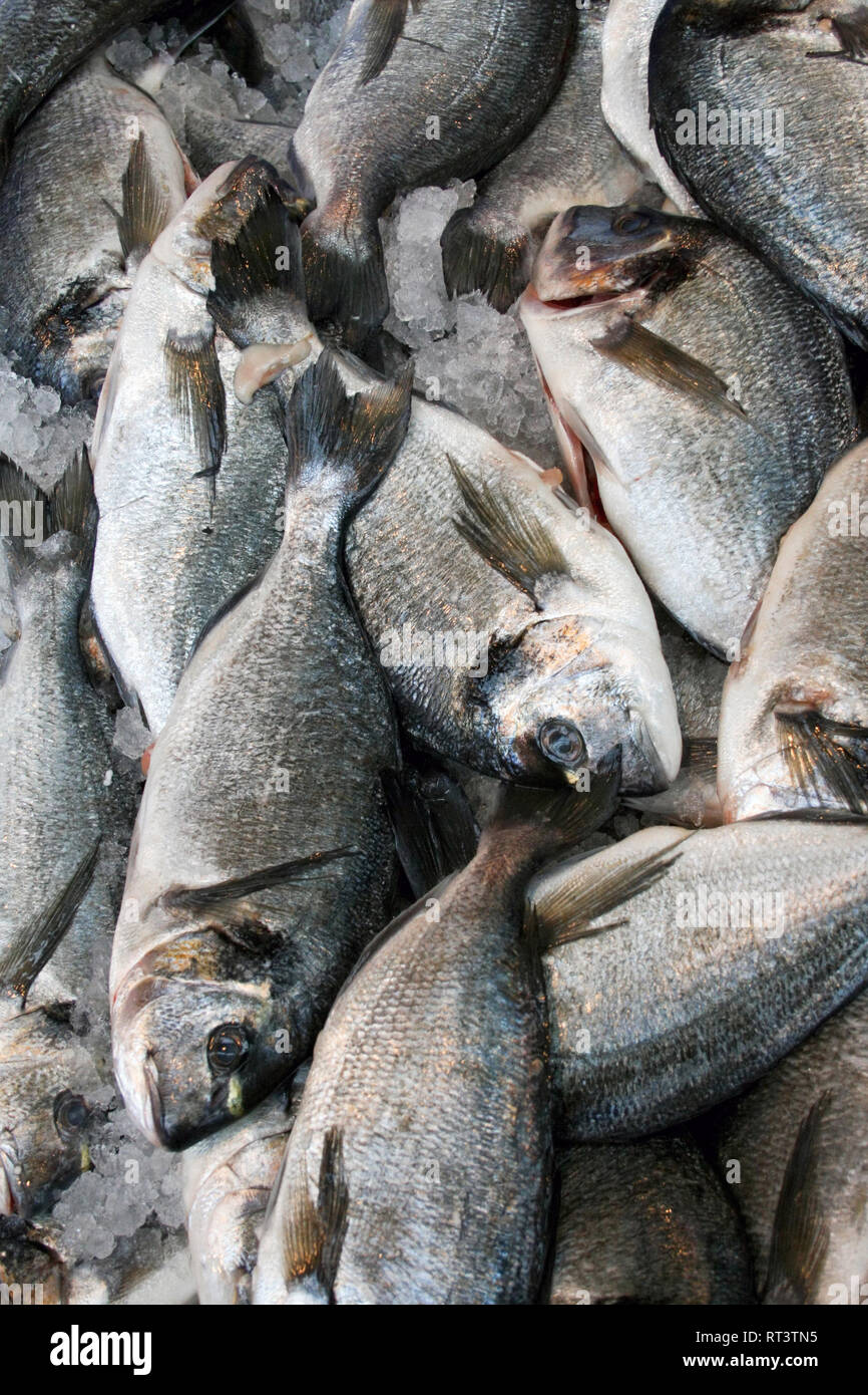 A bunch of blue fresh sea fish Stock Photo - Alamy