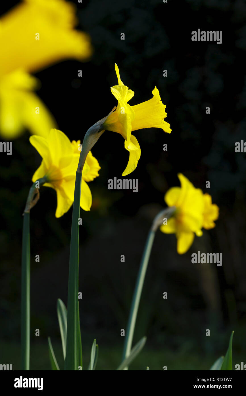 Close up of daffodils flowering in spring in a garden in UK Stock Photo ...