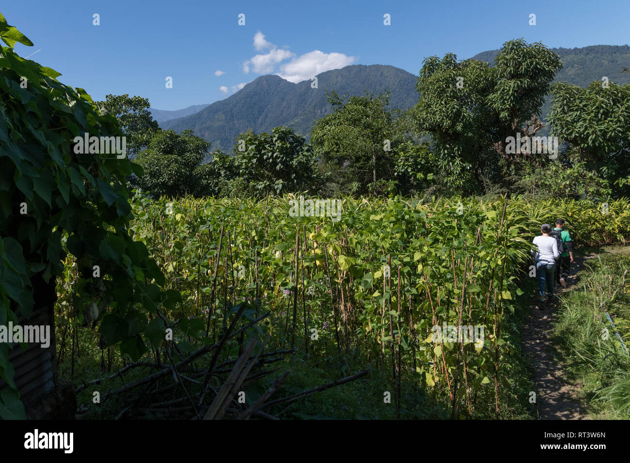 People walking through a field, Yangthang Village, Gyalshing, West ...