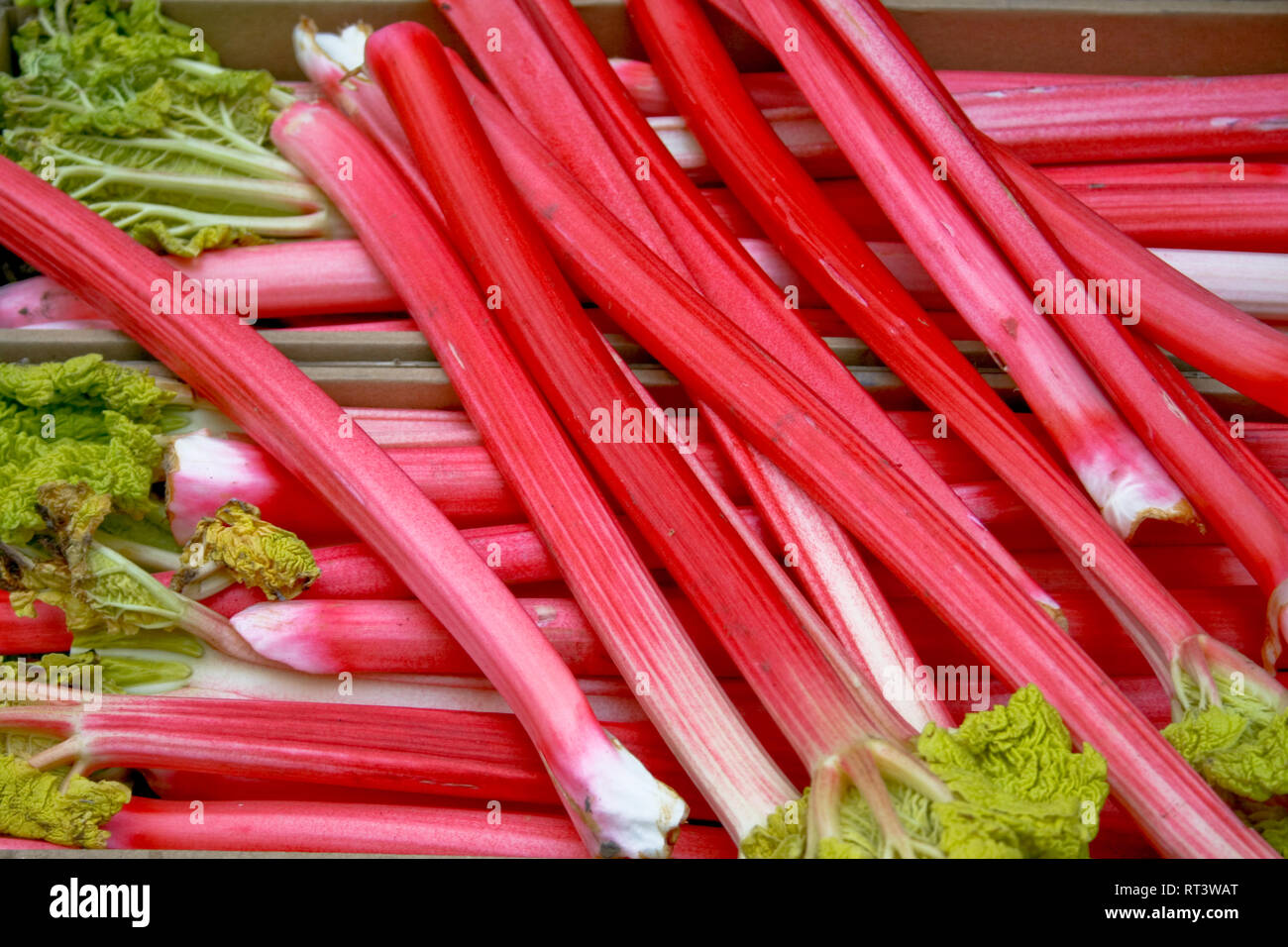 Rhubarb organic sticks fruit sticks hi-res stock photography and images ...